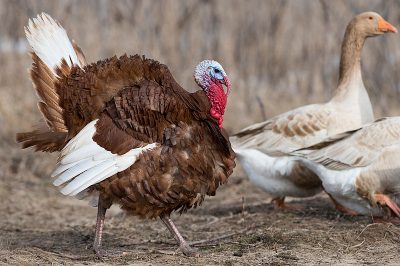 Bourbon Red Turkey - Breed Profile - Backyard Poultry